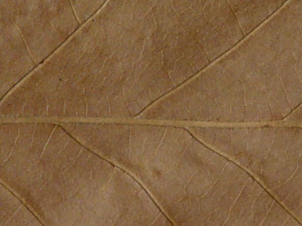 texture 0086 - Texturelib